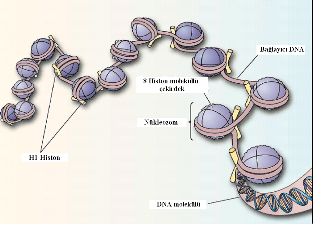 epigenetik: Ocak 2013