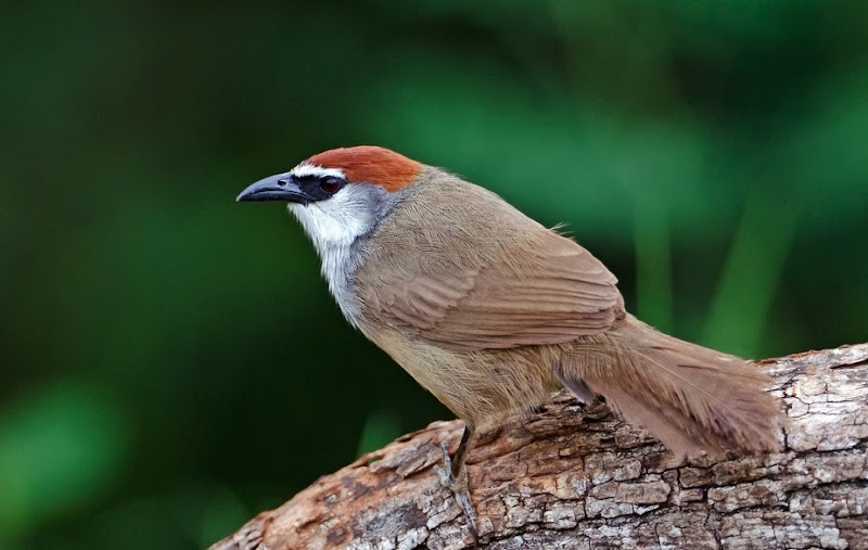 Τιµαλιίδες - Ορνιθοπανίδα