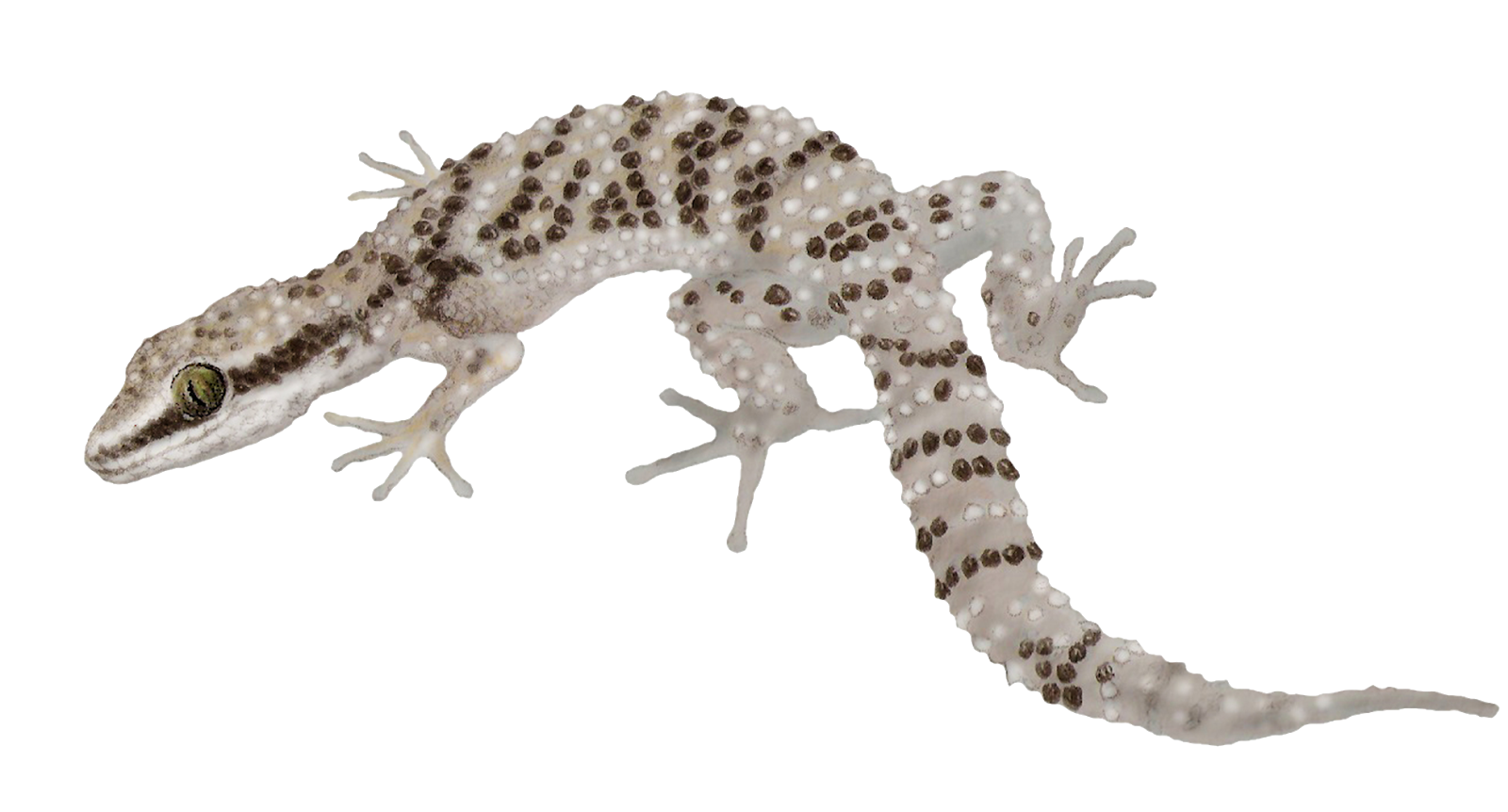 PLAAN : Gecko de Lima - Phyllodactylus sentosus