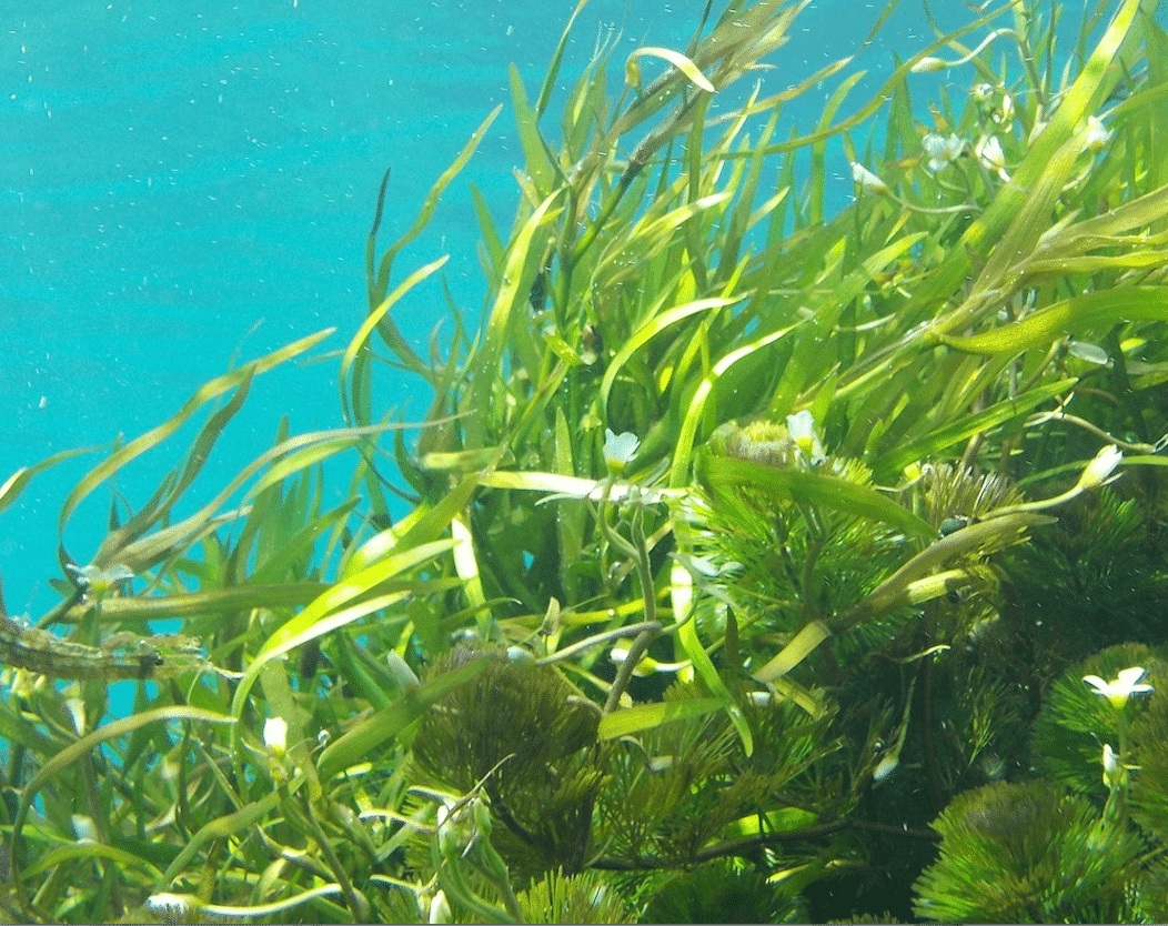 What Is The Use Of Seaweed For Human In Different Aspect Fresh Seaweed Suppliers Seaweed