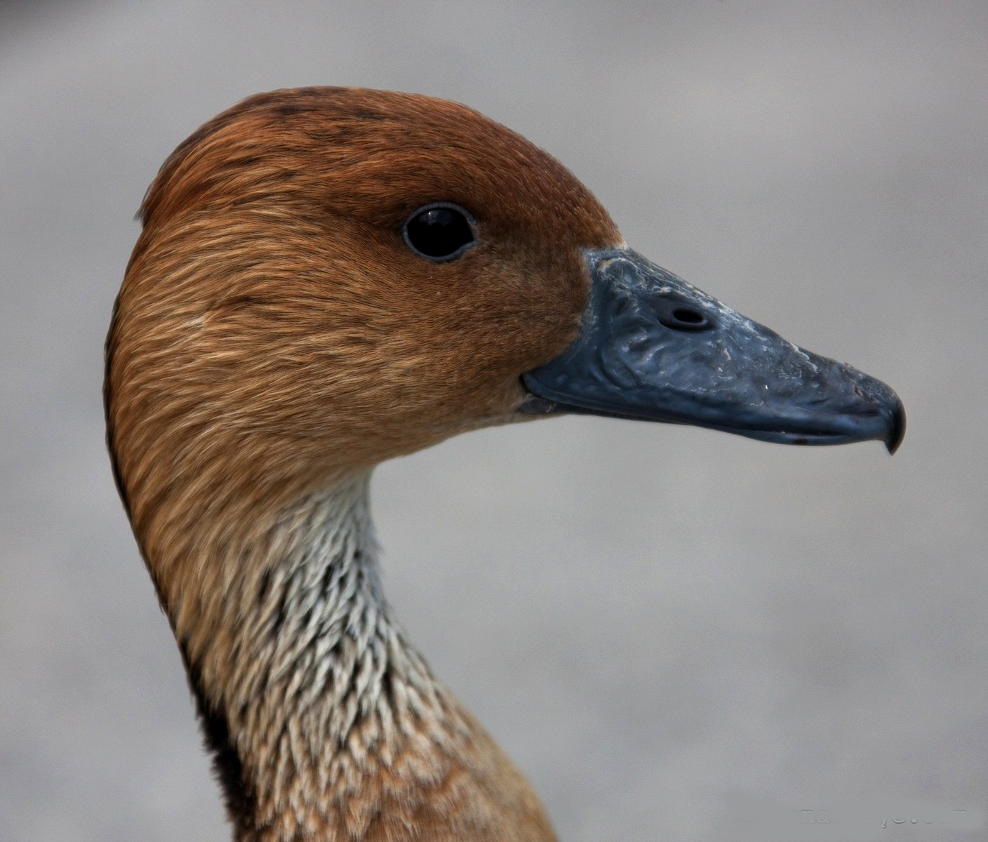 Bellas Aves de El Salvador: Dendrocygna bicolor (pichiche real, canelo ...