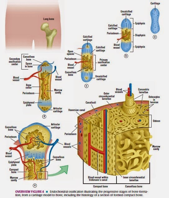 Gambar Histologi Tulang Dan Kartilago Pada Manusia Lengkap - Mata Fariz