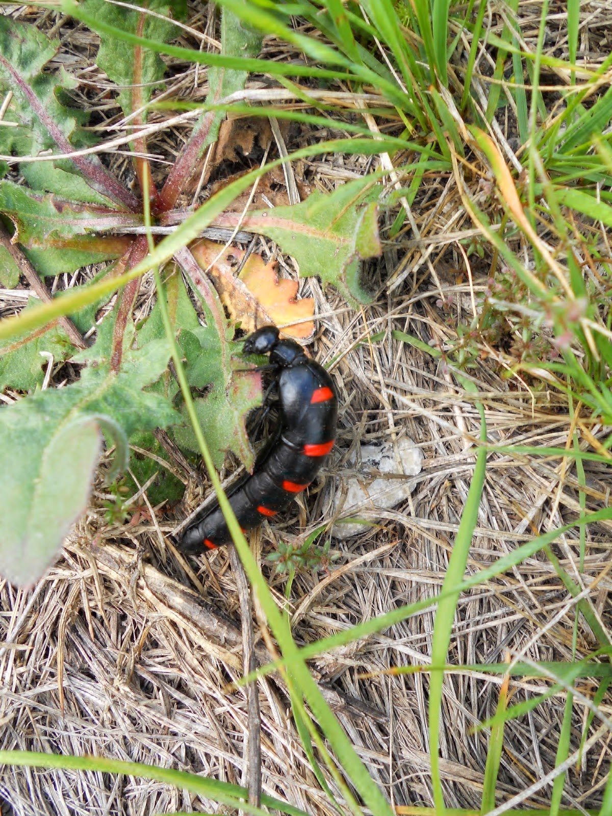 Mountain Walking in Spain: Insects of the Alicante Mountains (part 2)