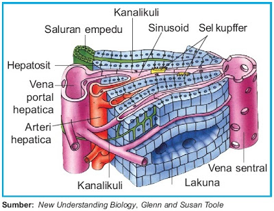 NADIA CREATING :): Anatomi Fisiologi Hati dan Kandung Empedu