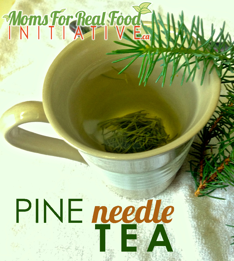 Moms, For Real: Healthy Pine Needle Tea!