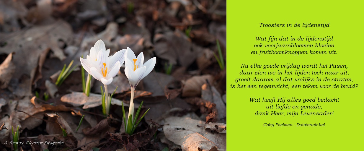 Christelijke feestdagen, gedichten en verhalen: Troosters in de lijdenstijd