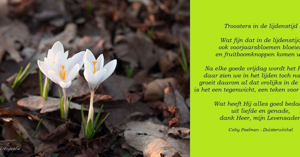 Christelijke feestdagen, gedichten en verhalen: Troosters in de lijdenstijd