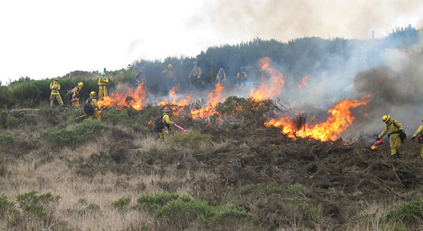 Fire Ecology: Invasive Species