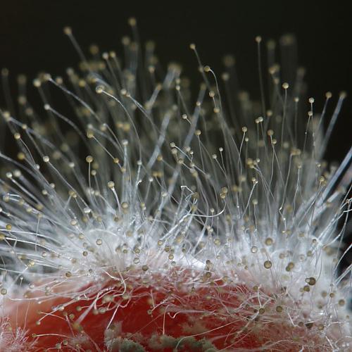 Sains 'Best': MIKROORGANISMA - JENIS