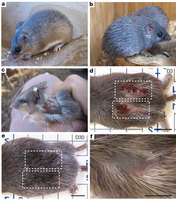 African Spiny Mouse with with salamander-like regenerative abilities ...