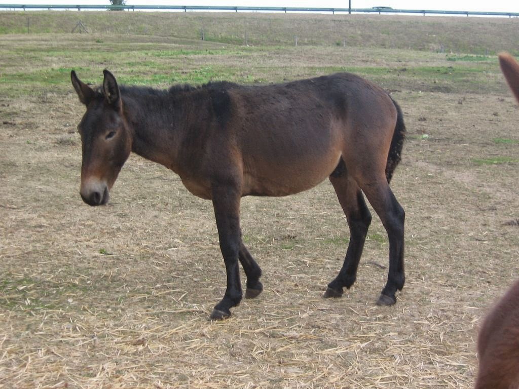 Œil absolu: Mulet et bardot, hybrides issus de croisements.