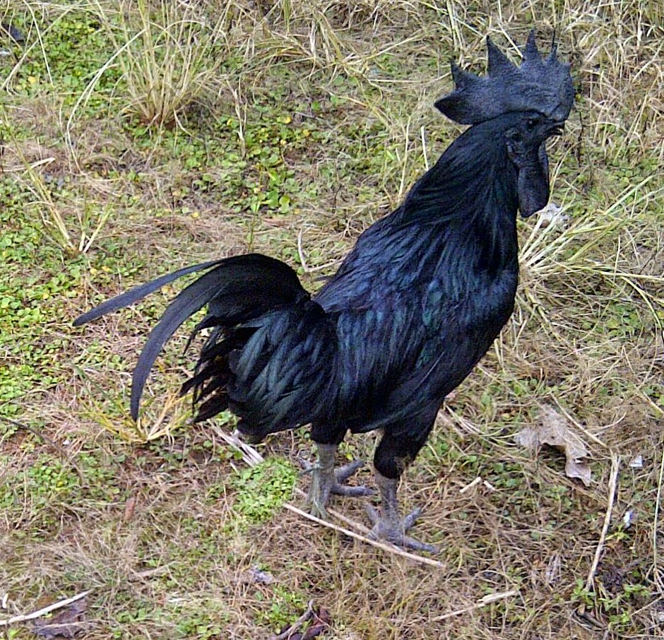 Jual ayam hutan hijau,ayam bekisar dan kucing hutan: Jual ayam hutan ...