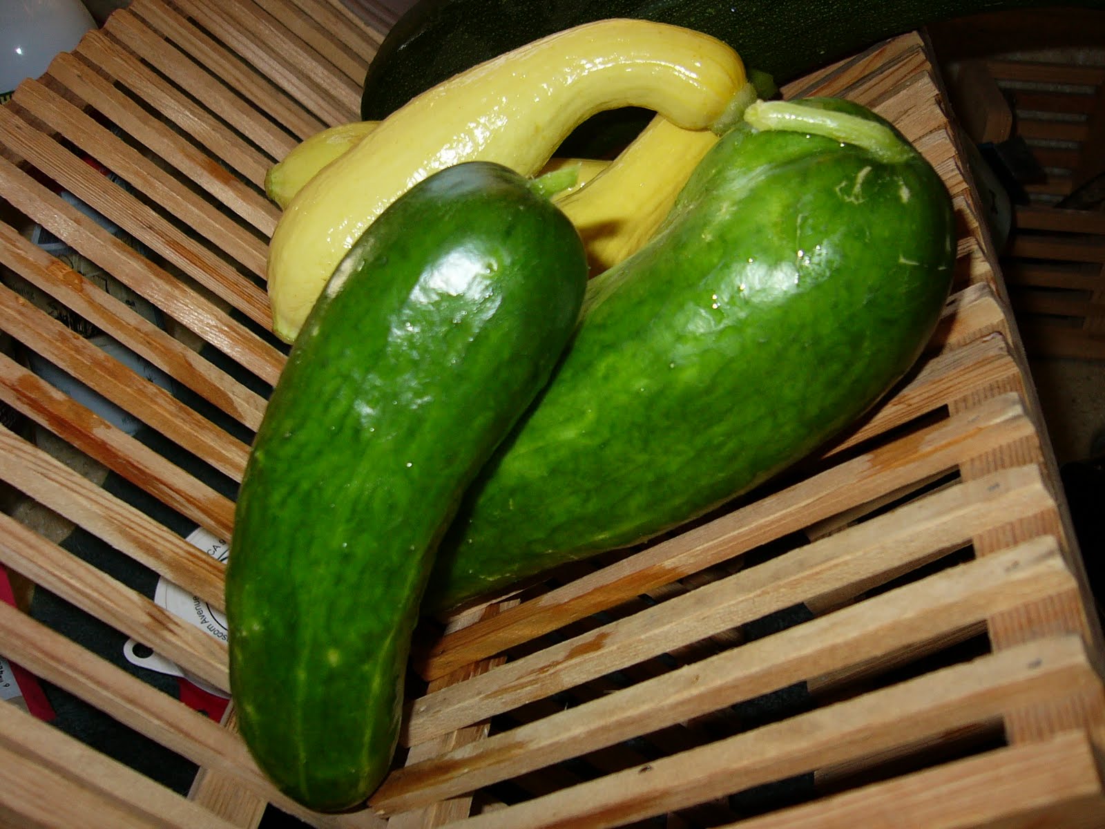 Morrison Victory Garden: Cucumbers are staying cool