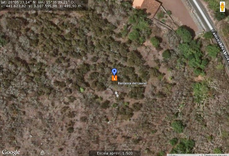 Jesus Palenzuela Borges: Loro, laurel (Laurus novocanariensis).