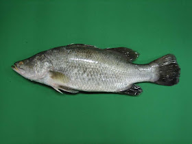 gHara javaN (Home Food): Konkani names for fish