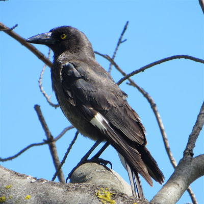 Majura birds: November 2012