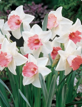 Think Pretty n Pink!: Lovely Pink Daffodils, photo of "Chromacolor"
