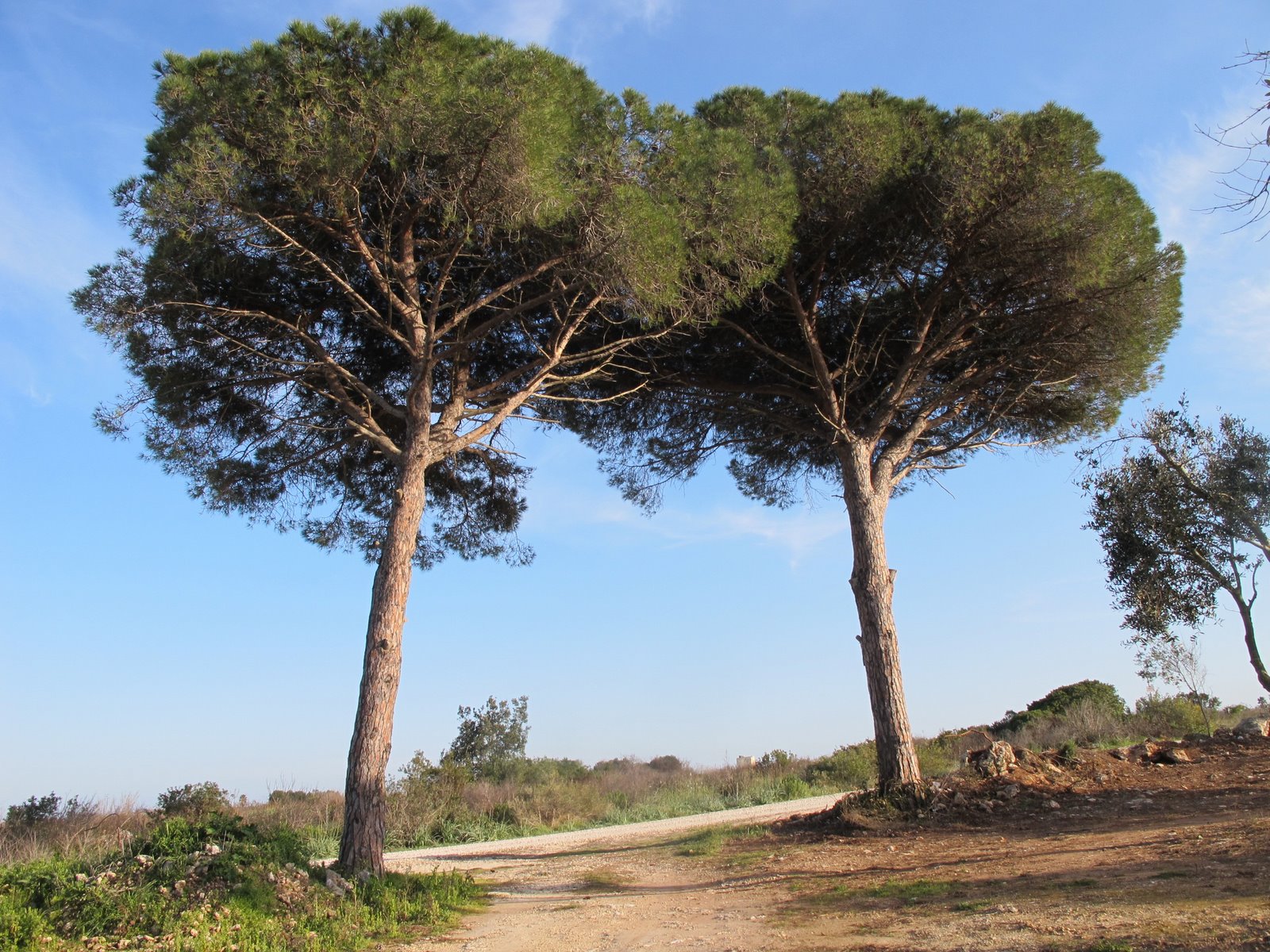 FLORA NEL SALENTO e.. anche altrove: Pinus pinea L.- Pinaceae - Pino ...