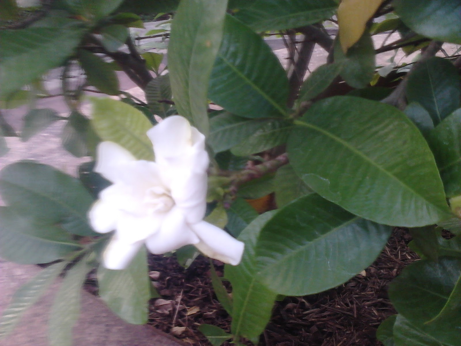 Garden Care Simplified: Growing Anant Plant from Cuttings How to Know ...