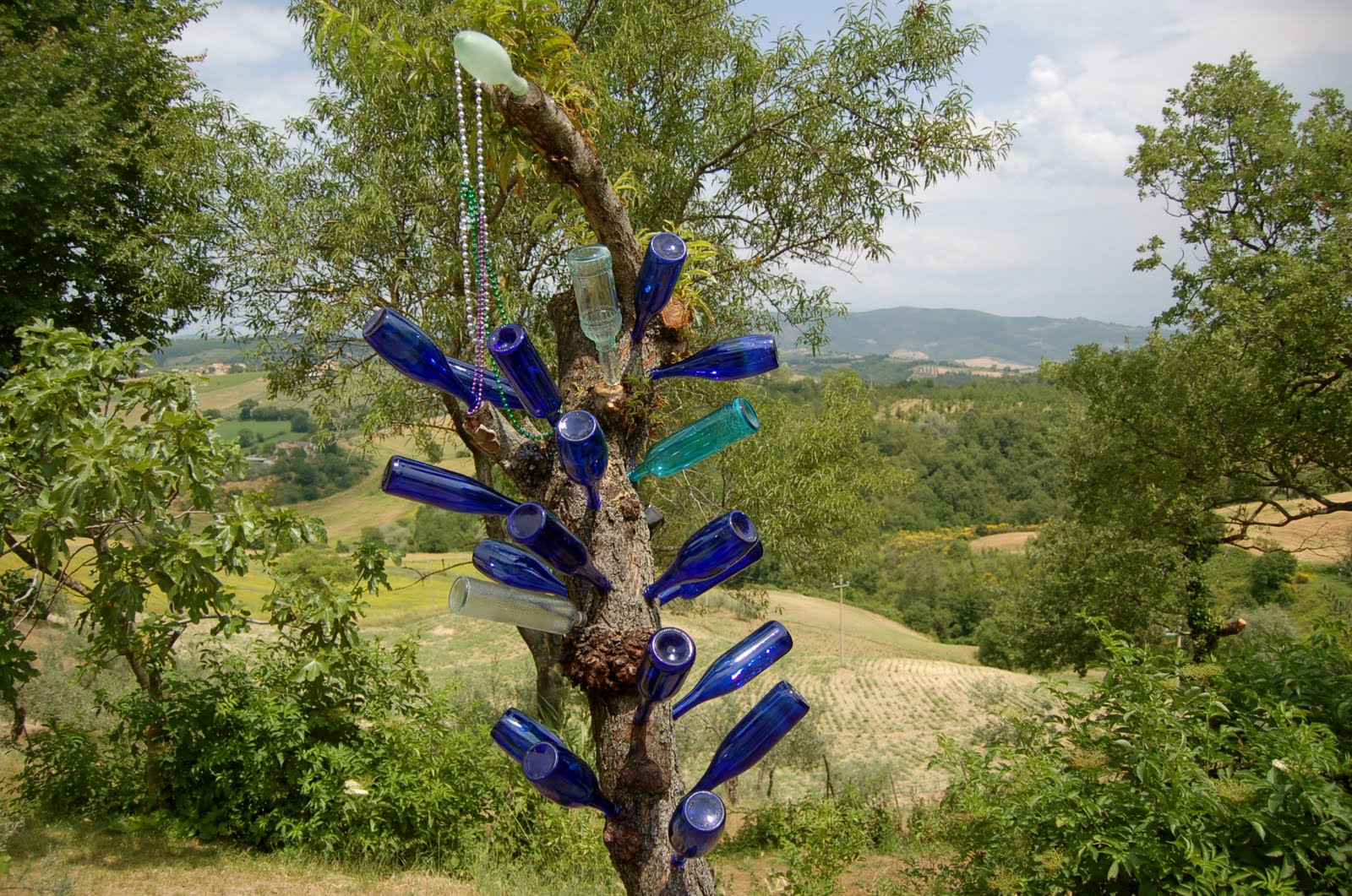 Umbria Bella: Umbria, Southern Style: the Bottle Tree Cometh