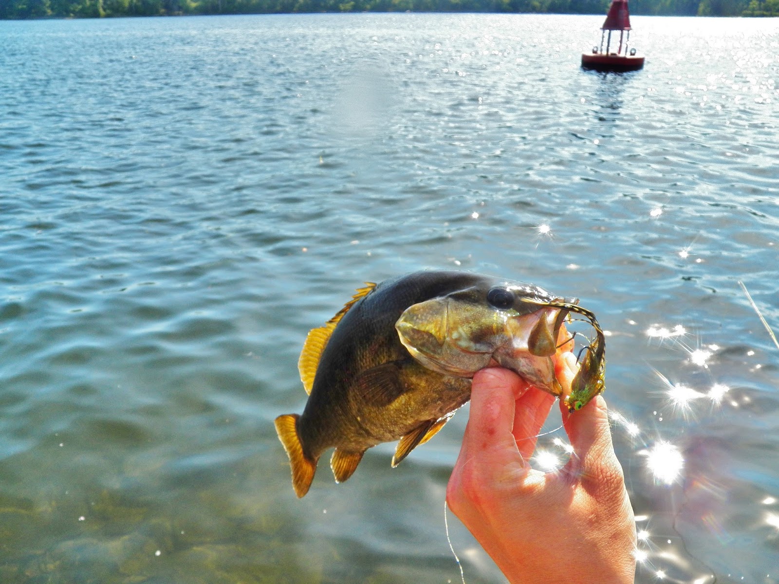 Connecticut Fly Angler: Eels, a Tiny Fluke, and Connecticut River ...