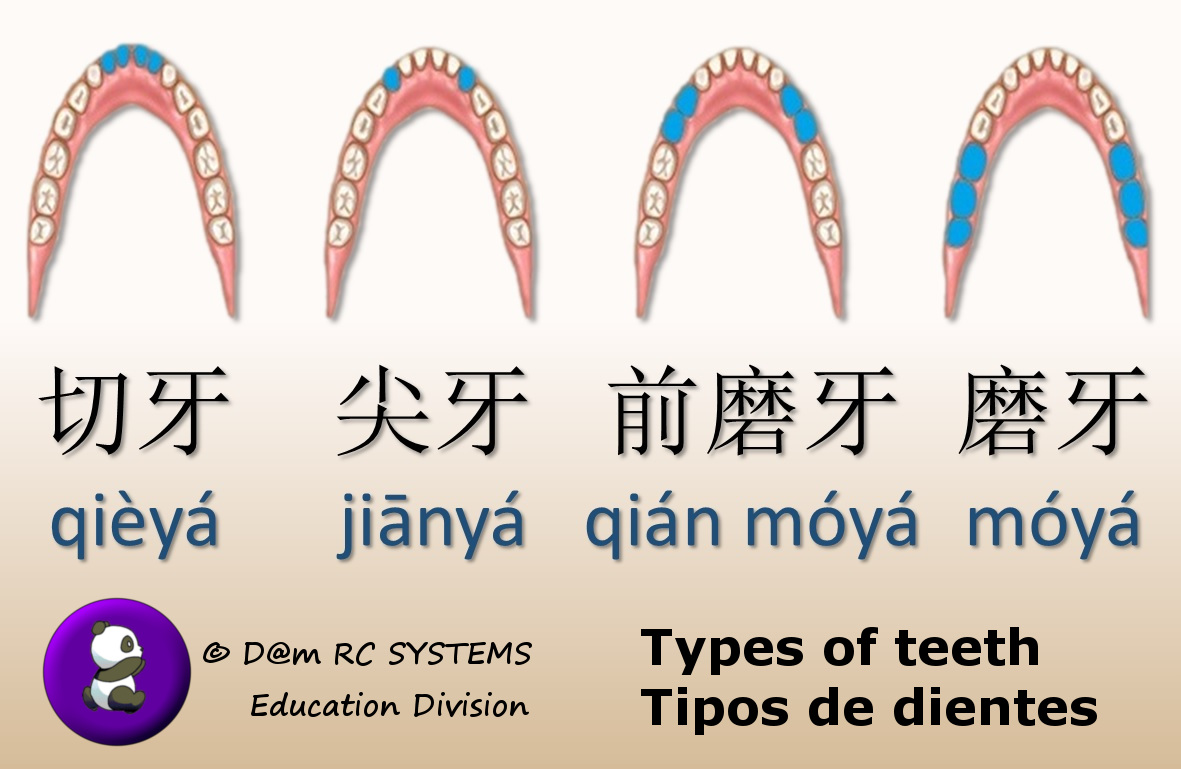 Types of teeth / Tipos de dientes - Simple Chinese free course to pass ...