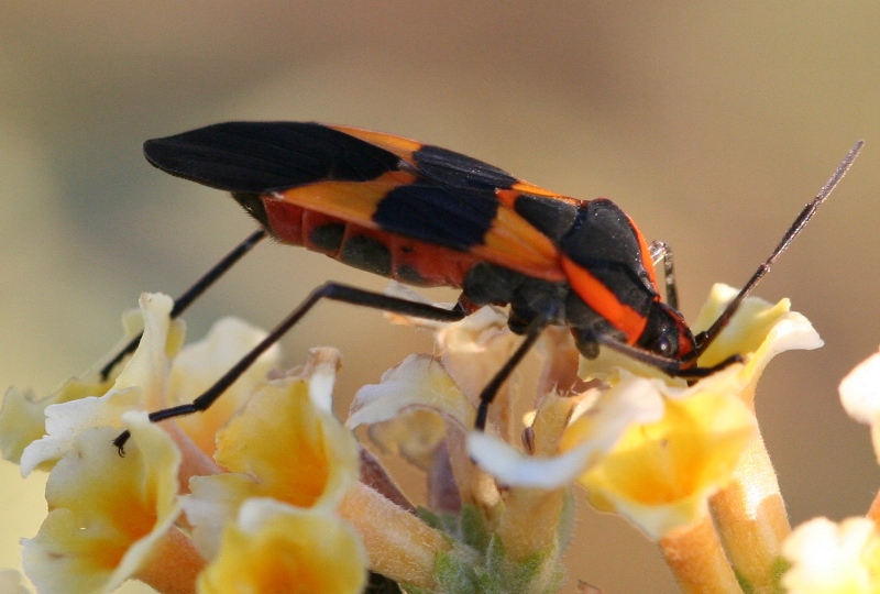 Banished's Bugs: Halloween Bug II