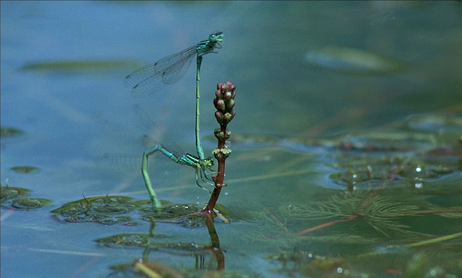 The Beautiful Film Frames: Microcosmos (1996) Blu-Ray Screenshots