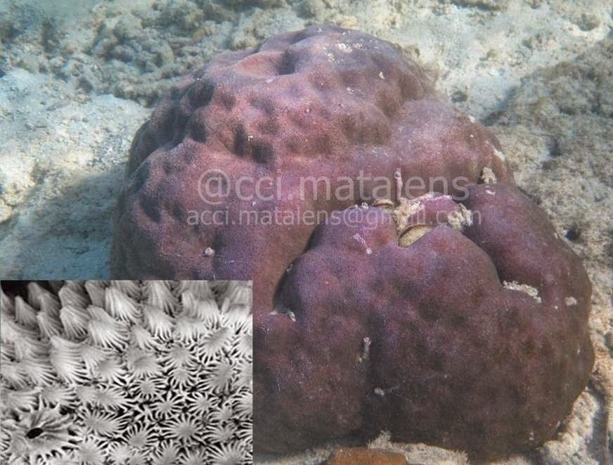 Pamacca: Bentuk Pertumbuhan Karang