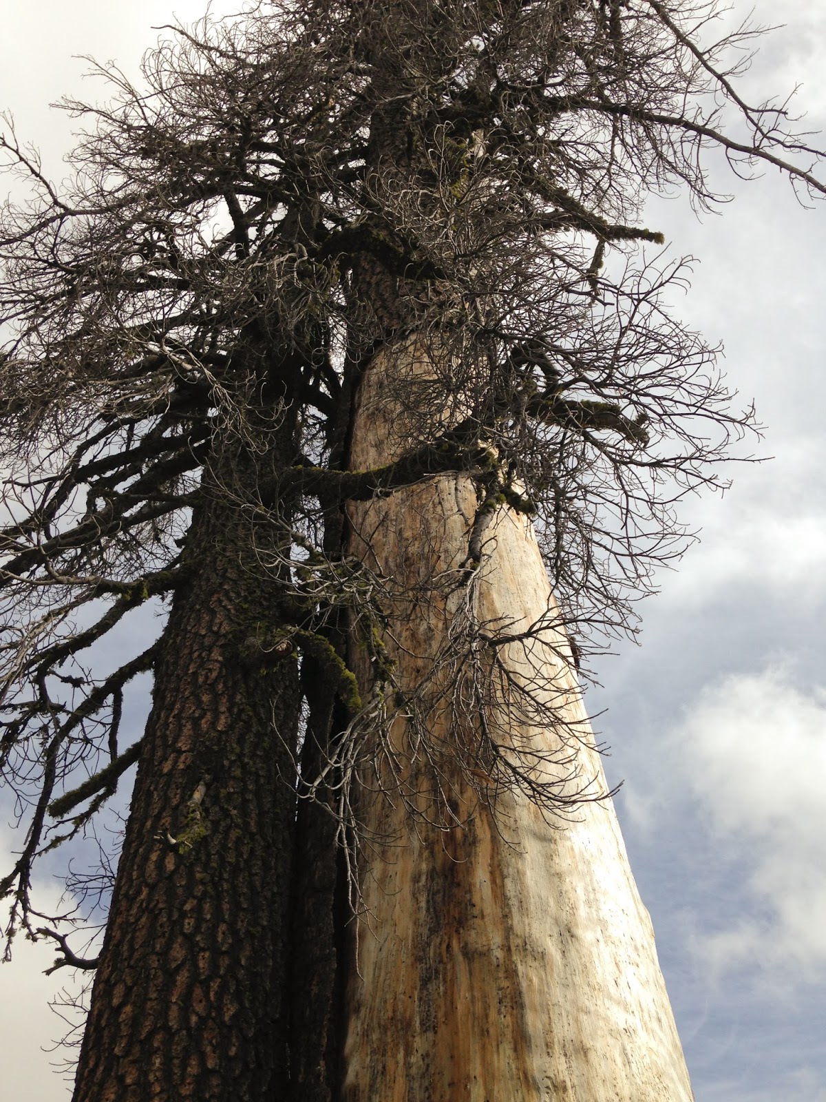How Trees Talk to Each Other