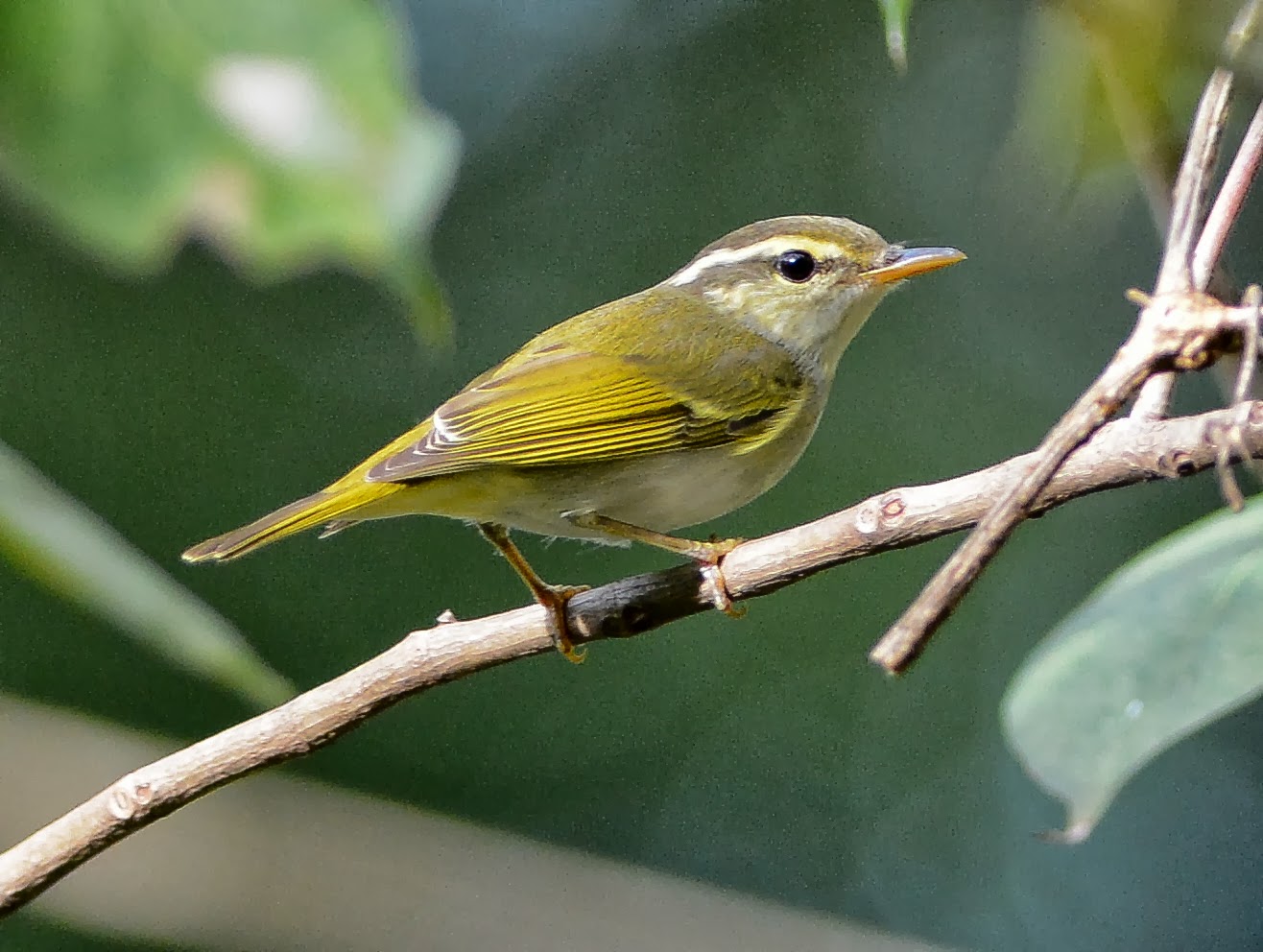 Bangkok City Birding: Eastern Crowned Warblers