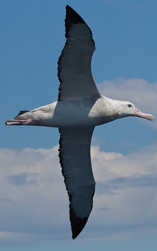 Conheça o Albatroz-gigante