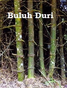 Petak Semai: TANAM BULOH - BULUH DURI (Part 1)