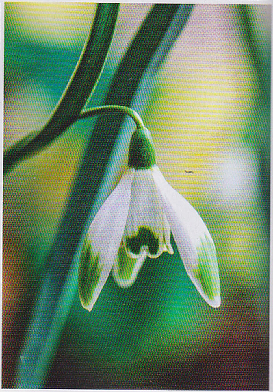 Watercolour Florals: Snowdrops