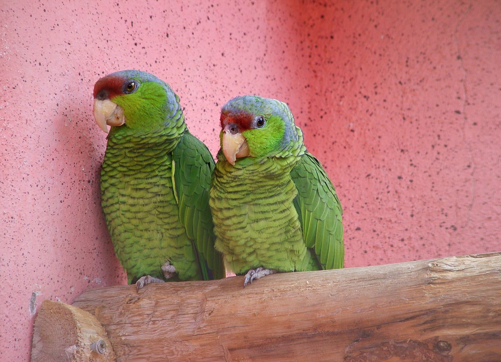Best HD Every Wallpapers: Parrot Couple in Love Hd Wallpapers