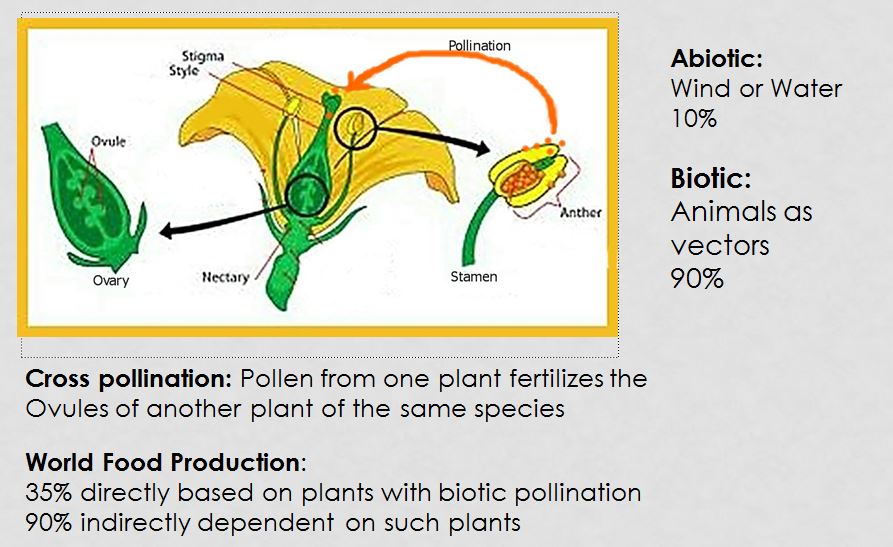 Arizona: Beetles, Bugs, Birds and more: Pollination talk Part I The ...