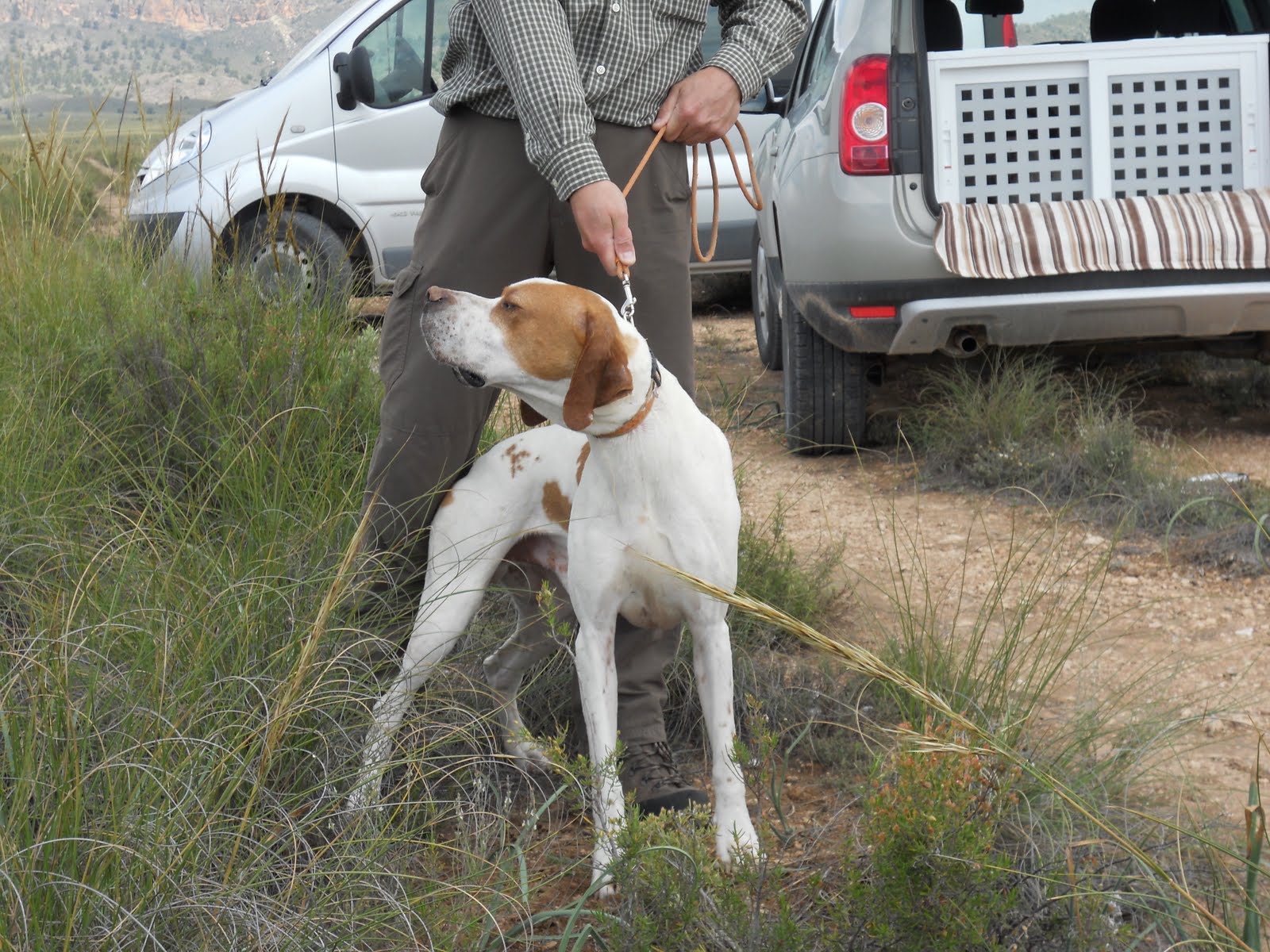 Pointers de Gran Busca Afijo nº 010229: FOTOS POINTERS Y LANCE PROMETIDO