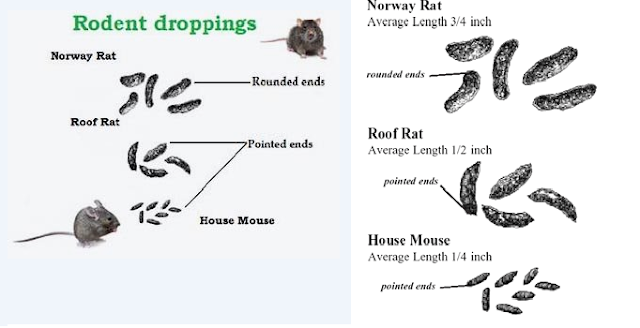 4 tanda mudah kehadiran tikus - Siri 2 | My Pest News