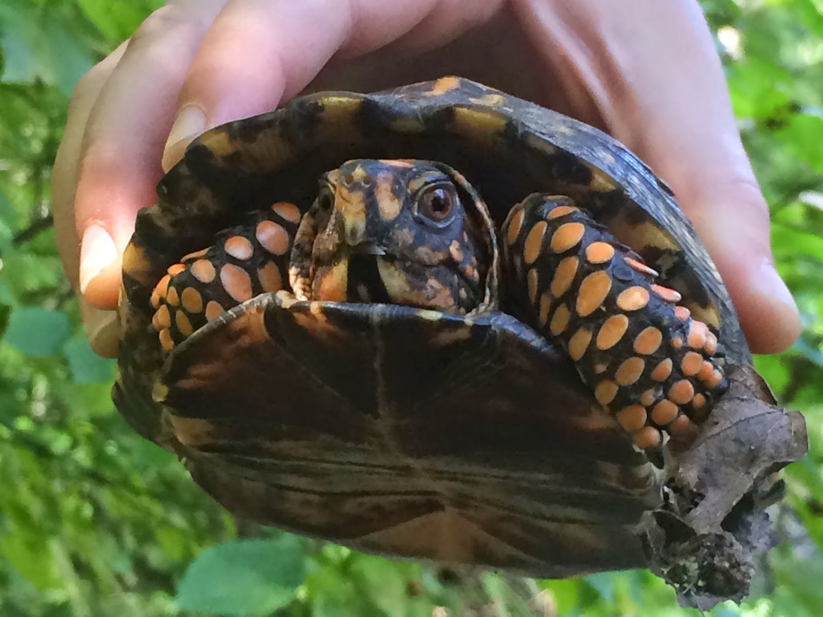 Learning About Animals: Orange Spotted Turtle!!