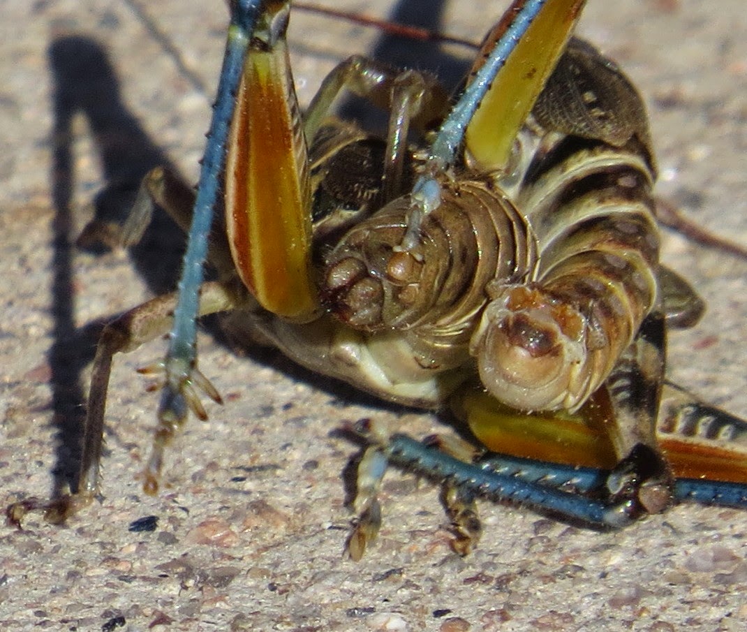 Bug Eric Lakin Grasshopper