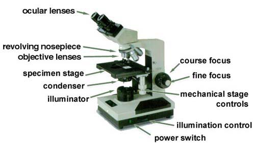 IBG 102 Biology for Technologist: LAB 1: PRINCIPLES AND USE OF MICROSCOPE