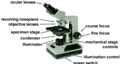IBG 102 Biology for Technologist: LAB 1: PRINCIPLES AND USE OF MICROSCOPE