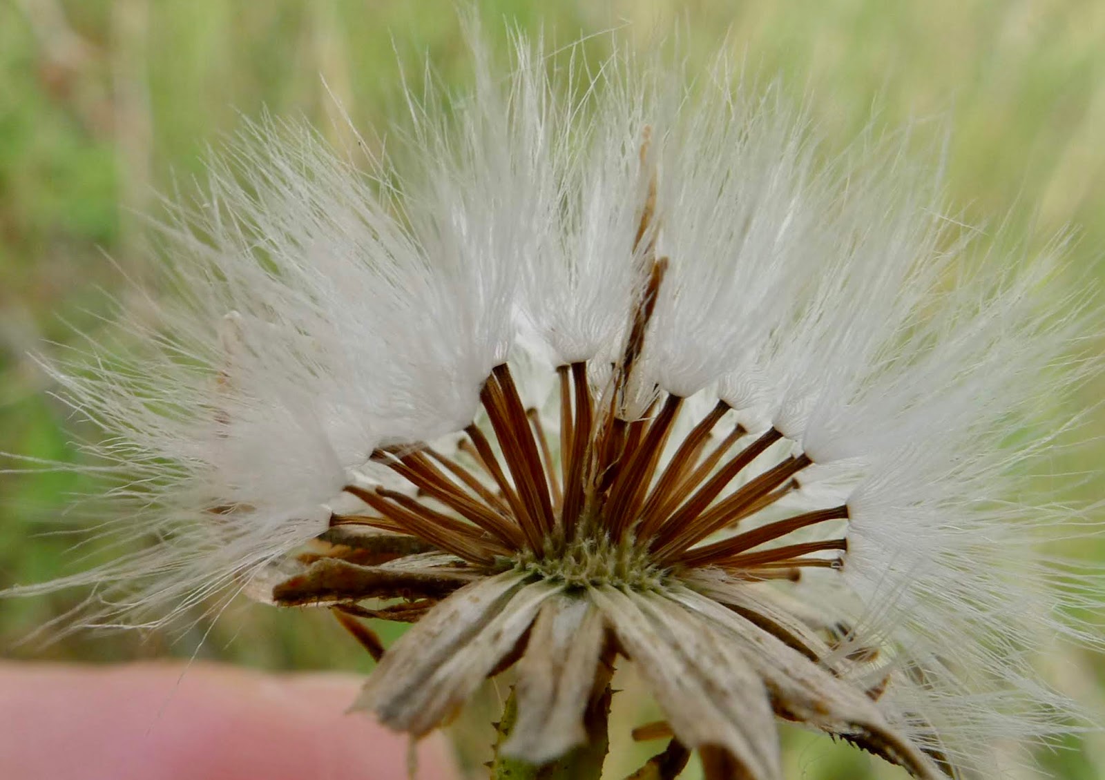 Violets and others: Hawksbeards ( Crepis capillaris, Crepis vesicaria ...