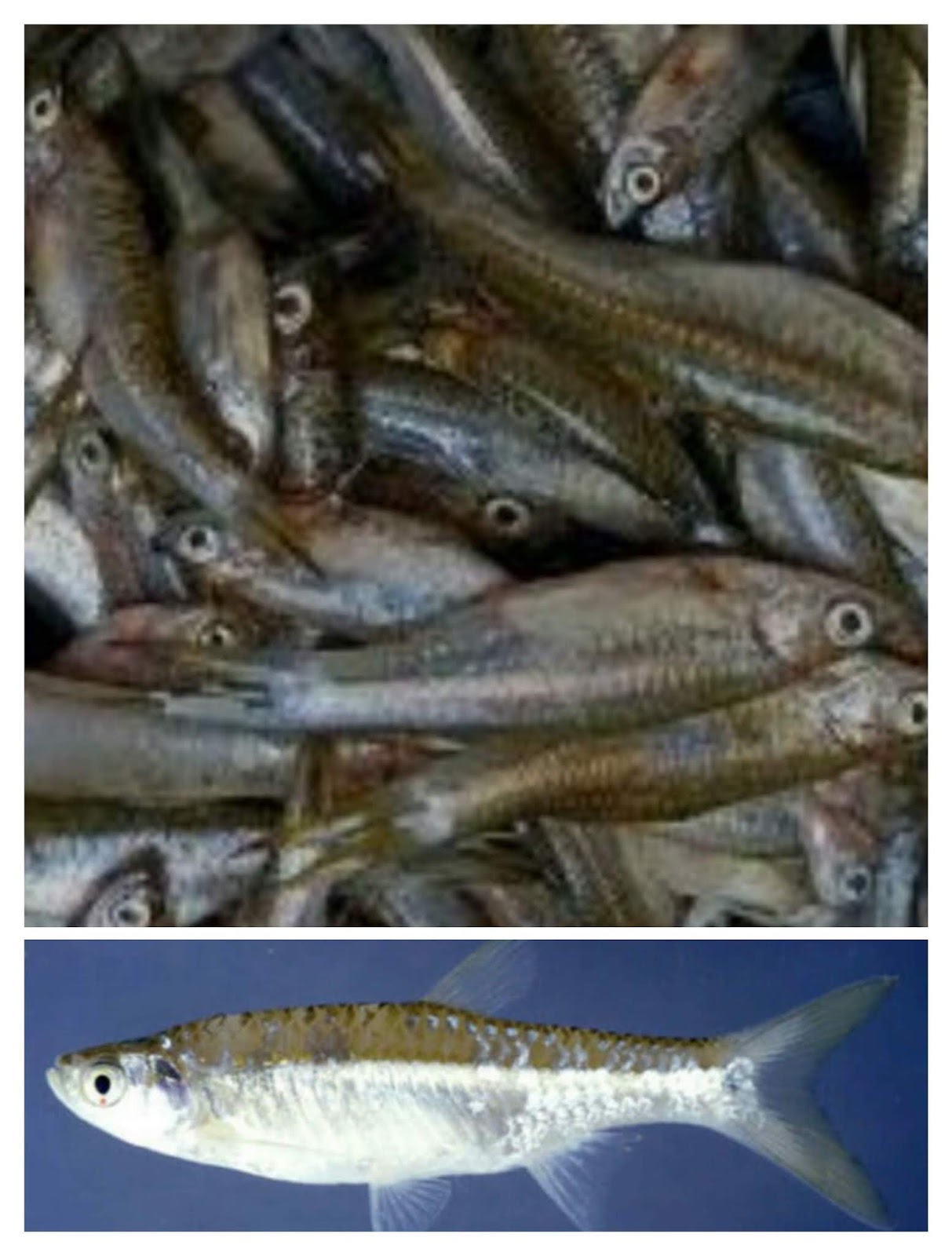 MUSLIM HOMEPAGE: Ikan Seluang (Rasbora sumatraensis)