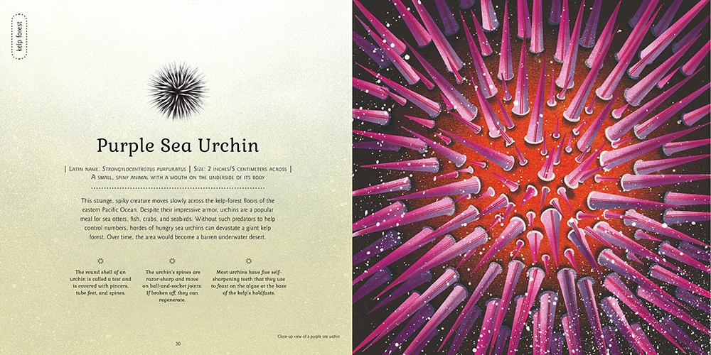 Let's Talk Picture Books: SECRETS OF THE SEA