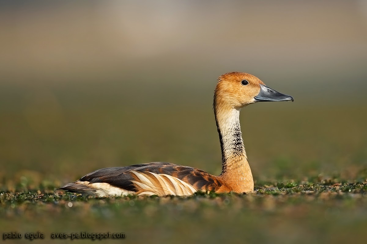mis fotos de aves: Dendrocygna bicolor Sirirí Colorado Fulvous ...