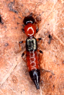 Potó Queimaduras e Tratamentos | Blog da Elines