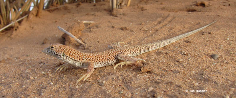 ZAGROS NATURE IMAGES: Western Sahara Lizards