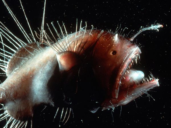 Angler Fish