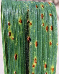 CPS Mid Valley Crops: Wheat